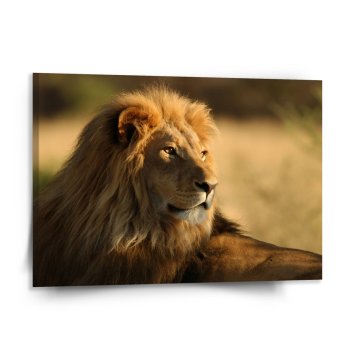 Obraz Lev | Dekorácie, fotodarčeky a darčeky